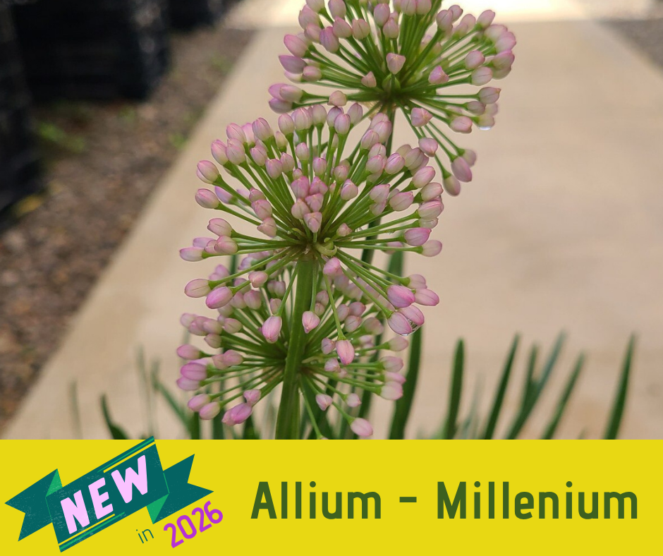Allium - Millenium (6.5" tall pot) – The Gilded Greenhouse