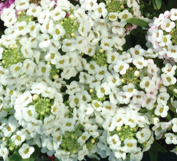 Alyssum Easter Bonnet White (3-pack) – The Gilded Greenhouse