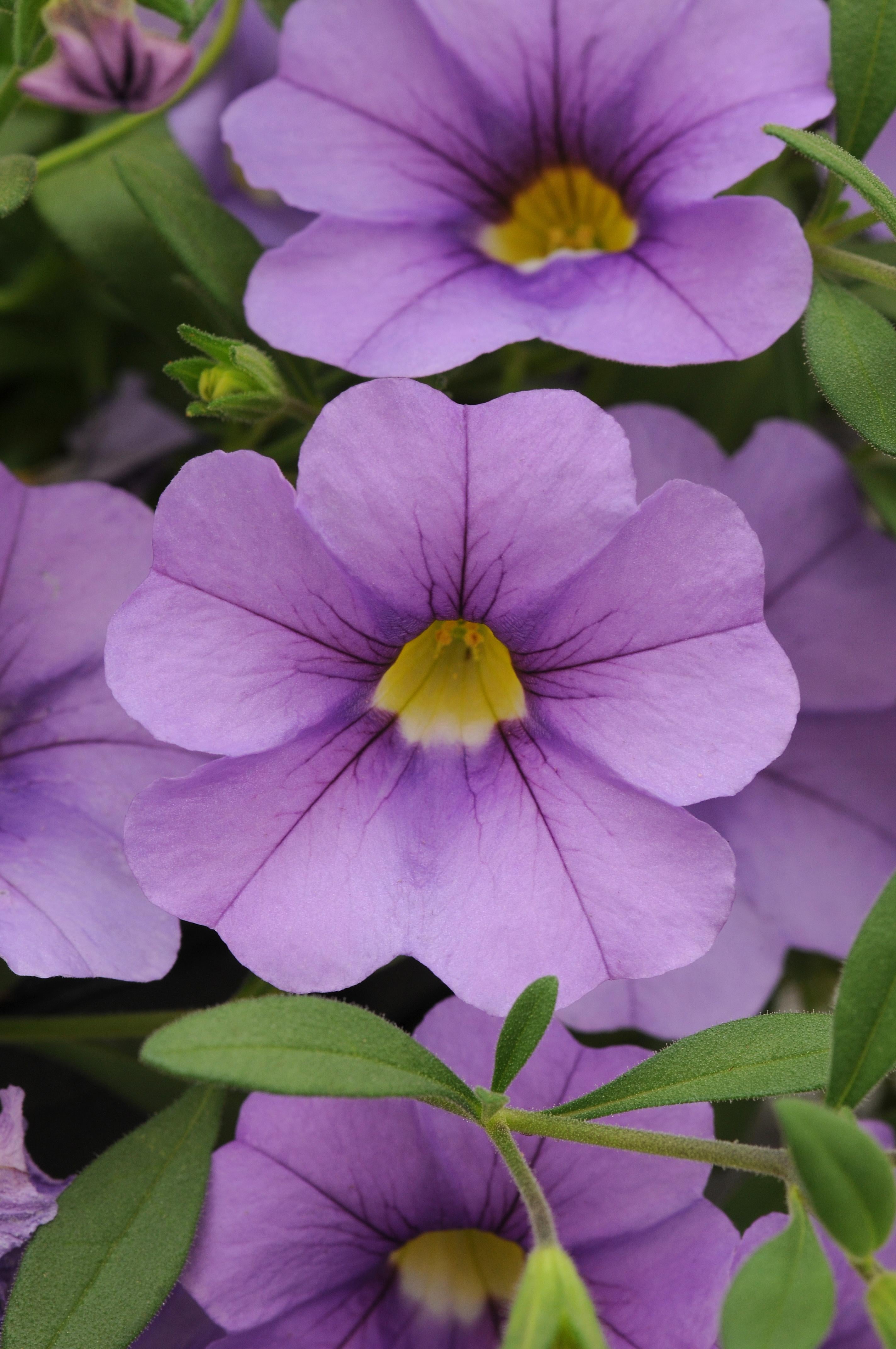 Calibrachoa Cabaret Lavender (5" pot) – The Gilded Greenhouse