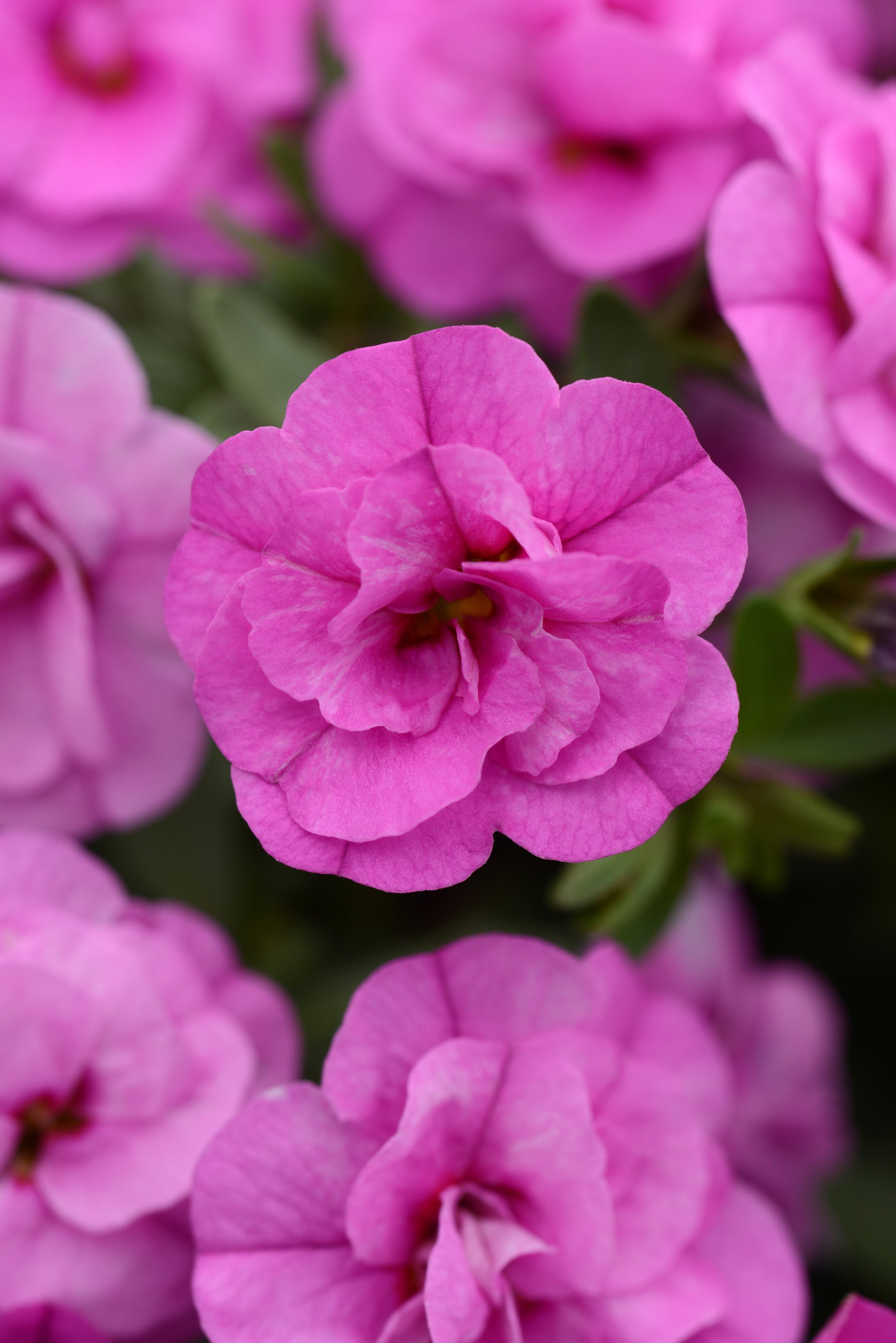 Calibrachoa Minifamous Neo Double Pink (5" pot) – The Gilded Greenhouse