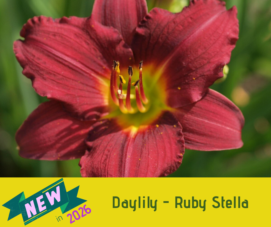 Daylily - Ruby Stella – The Gilded Greenhouse