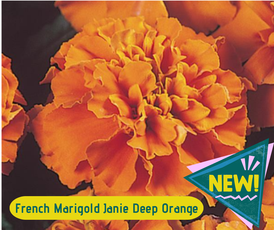 French Marigold Janie Deep Orange – The Gilded Greenhouse