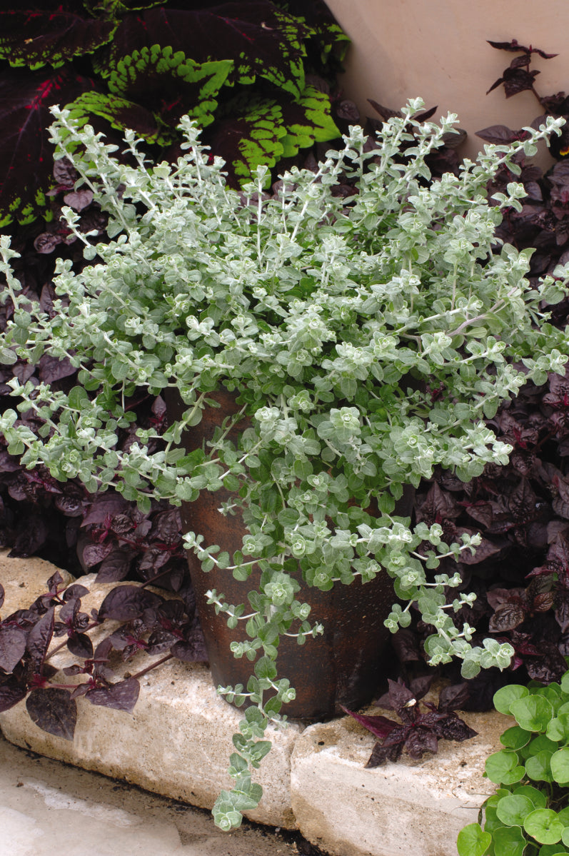 Helichrysum Silver Mist (aka Licorice Plant) – The Gilded Greenhouse