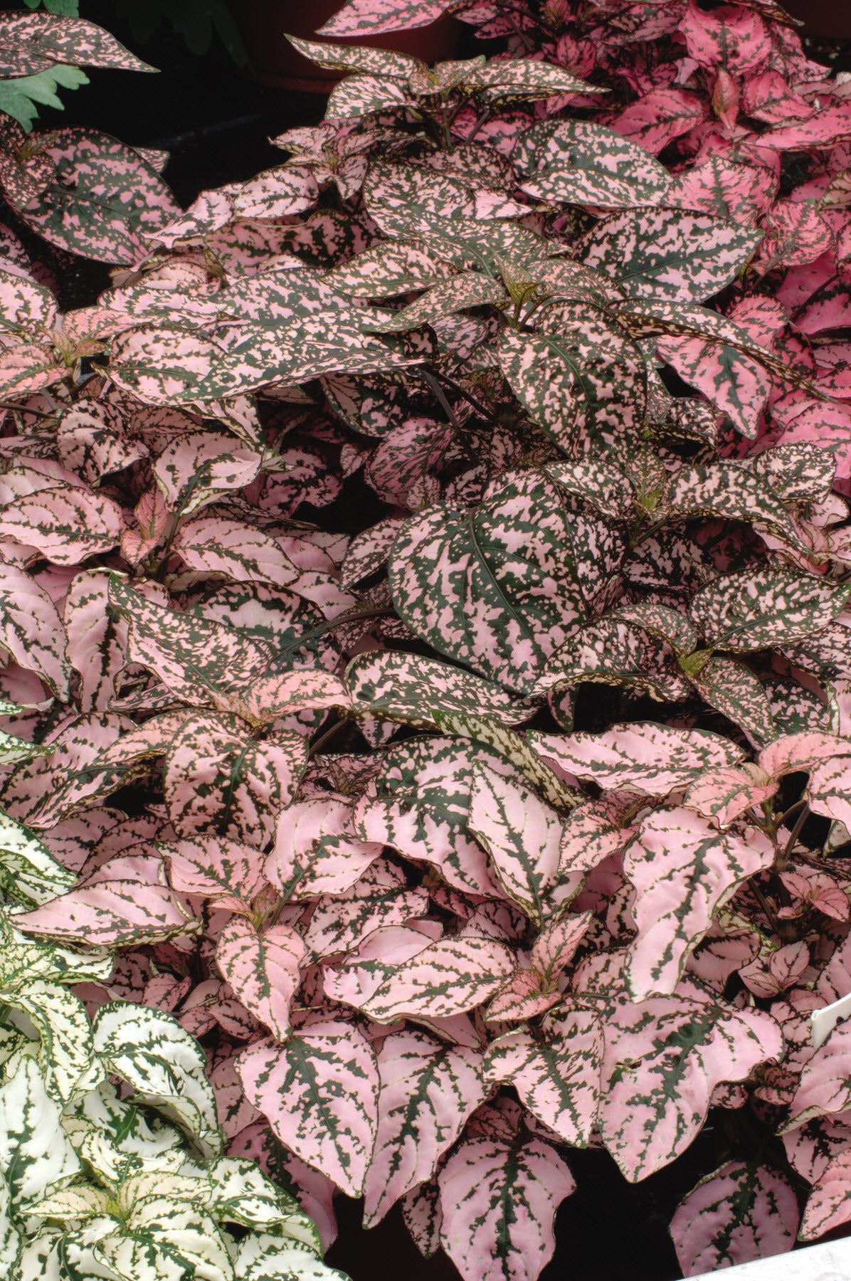 Hypoestes Pink Splash (3-pack) – The Gilded Greenhouse