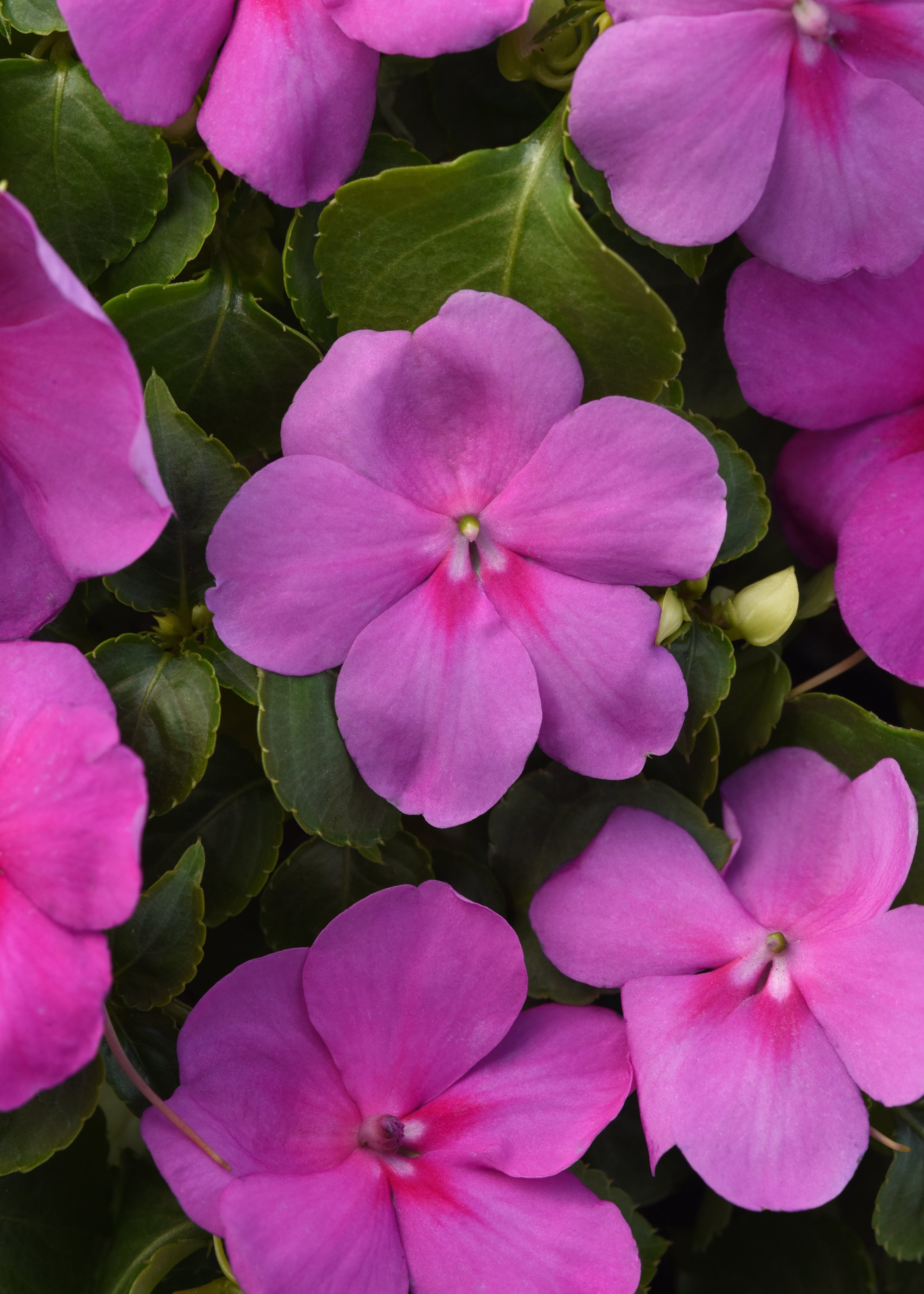 Impatiens Blue Pearl (3-pack) – The Gilded Greenhouse