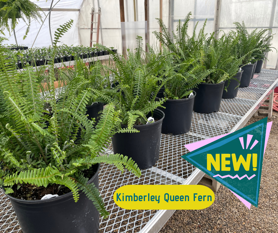 Kimberly Queen Fern – The Gilded Greenhouse