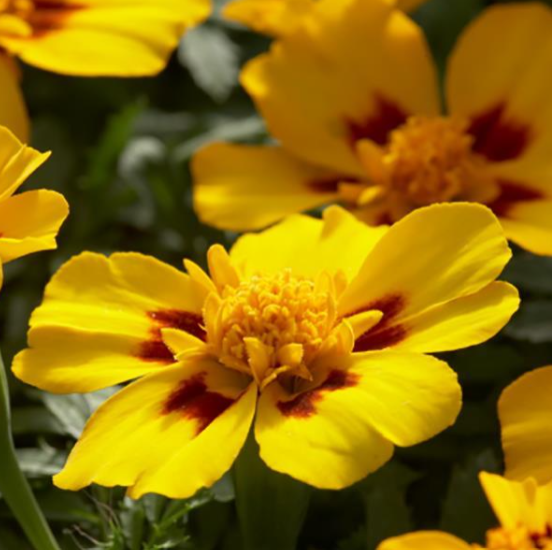 Marigold Disco Marietta - DWARF (3-pack) – The Gilded Greenhouse