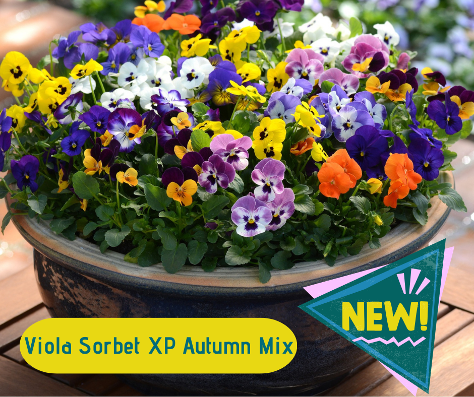 Viola Sorbet XP Autumn Select Mix (3-pack) – The Gilded Greenhouse