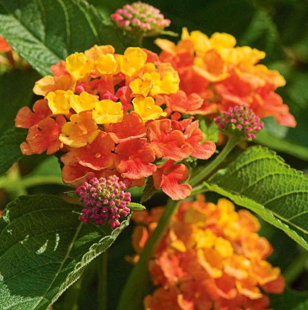 Lantana Landmark Citrus (5" pot) – The Gilded Greenhouse